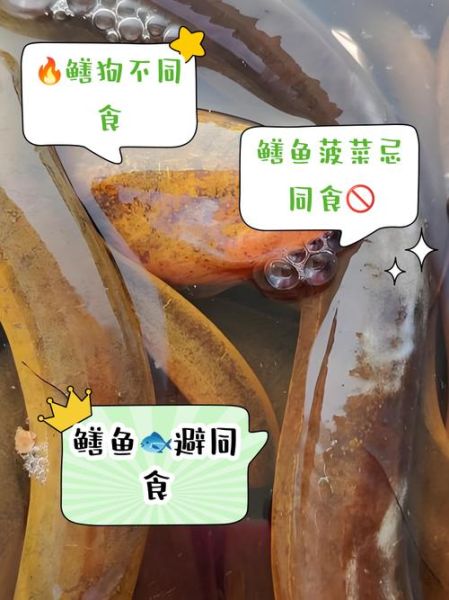 鳝鱼不能和什么一起吃_鳝鱼相克食物有哪些-第1张图片-山城妙识 鳝鱼不能和什么一起吃_鳝鱼相克食物有哪些-第1张图片-山城妙识