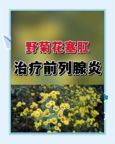 野菊花栓怎么用_野菊花栓多久见效-第3张图片-山城妙识 野菊花栓怎么用_野菊花栓多久见效-第3张图片-山城妙识