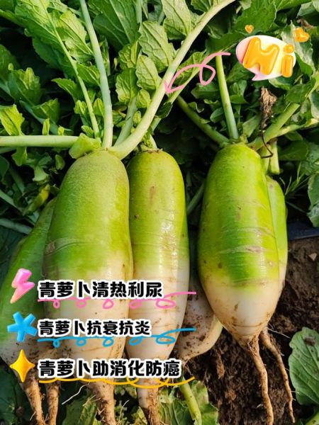 青萝卜什么时候种最好_青萝卜种植方法步骤-第3张图片-山城妙识 青萝卜什么时候种最好_青萝卜种植方法步骤-第3张图片-山城妙识