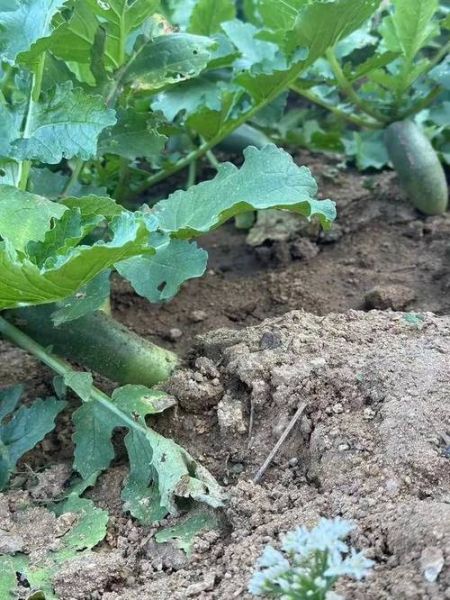 青萝卜什么时候种最好_青萝卜种植方法步骤-第2张图片-山城妙识 青萝卜什么时候种最好_青萝卜种植方法步骤-第2张图片-山城妙识