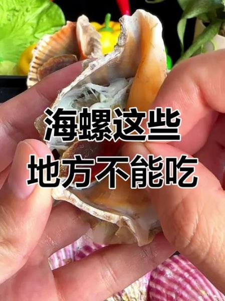 海螺怎么吃_哪些部位不能吃-第3张图片-山城妙识 海螺怎么吃_哪些部位不能吃-第3张图片-山城妙识