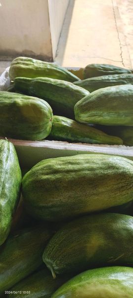 菜瓜的功效与作用_菜瓜怎么吃最健康-第1张图片-山城妙识 菜瓜的功效与作用_菜瓜怎么吃最健康-第1张图片-山城妙识