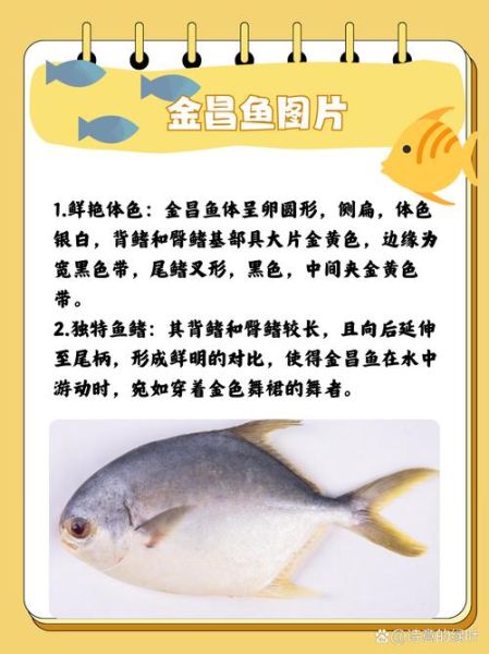 金昌鱼是海鱼还是淡水鱼_金昌鱼生活习性-第1张图片-山城妙识 金昌鱼是海鱼还是淡水鱼_金昌鱼生活习性-第1张图片-山城妙识