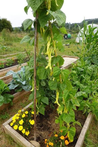 蛇豆怎么种_蛇豆种植时间和方法-第2张图片-山城妙识 蛇豆怎么种_蛇豆种植时间和方法-第2张图片-山城妙识