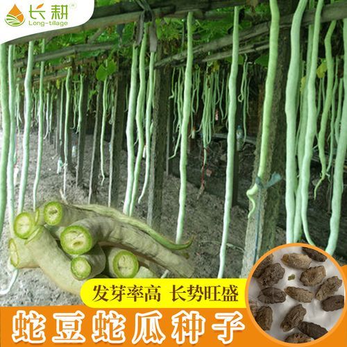蛇豆怎么种_蛇豆种植时间和方法-第3张图片-山城妙识 蛇豆怎么种_蛇豆种植时间和方法-第3张图片-山城妙识