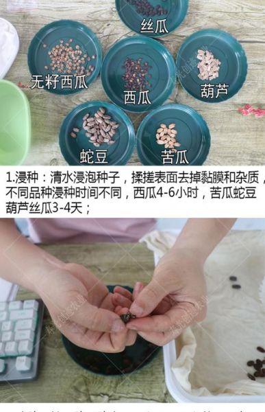 蛇豆怎么种_蛇豆种植时间和方法-第1张图片-山城妙识 蛇豆怎么种_蛇豆种植时间和方法-第1张图片-山城妙识