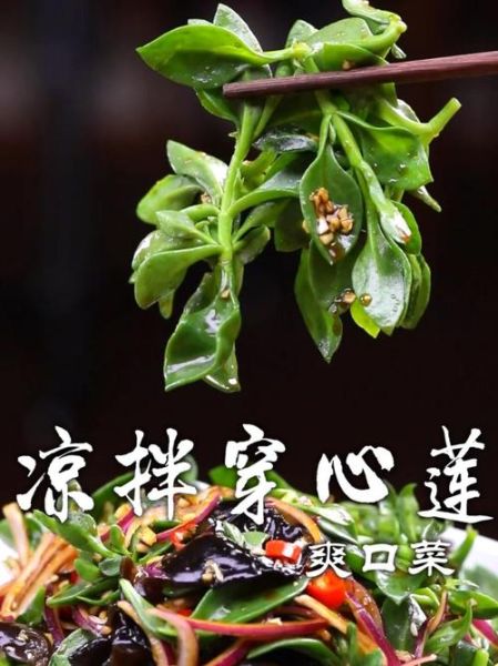 凉拌穿心莲怎么做_凉拌穿心莲怎么吃不苦-第2张图片-山城妙识 凉拌穿心莲怎么做_凉拌穿心莲怎么吃不苦-第2张图片-山城妙识