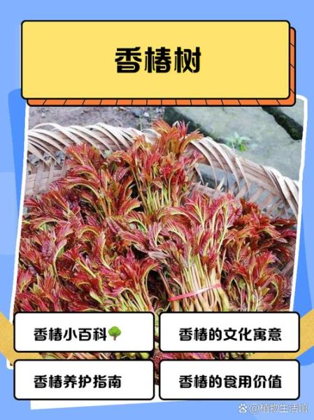 香椿树对住宅风水大凶吗_香椿树为什么不能种在屋前-第1张图片-山城妙识 香椿树对住宅风水大凶吗_香椿树为什么不能种在屋前-第1张图片-山城妙识