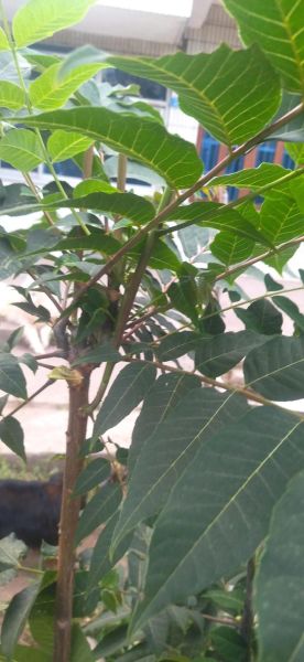 香椿树对住宅风水大凶吗_香椿树为什么不能种在屋前-第2张图片-山城妙识 香椿树对住宅风水大凶吗_香椿树为什么不能种在屋前-第2张图片-山城妙识