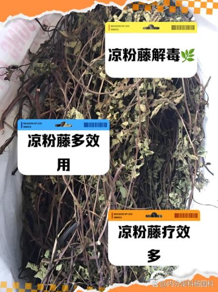 凉粉草的功效与作用_凉粉草的禁忌有哪些-第1张图片-山城妙识 凉粉草的功效与作用_凉粉草的禁忌有哪些-第1张图片-山城妙识