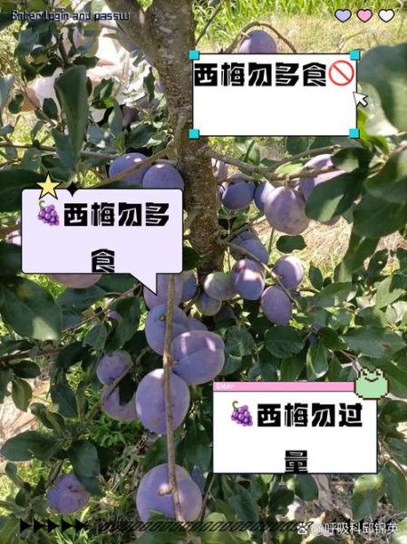 西梅一次最多吃几个_吃多了会怎样-第2张图片-山城妙识 西梅一次最多吃几个_吃多了会怎样-第2张图片-山城妙识