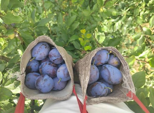 西梅一次最多吃几个_吃多了会怎样-第3张图片-山城妙识 西梅一次最多吃几个_吃多了会怎样-第3张图片-山城妙识