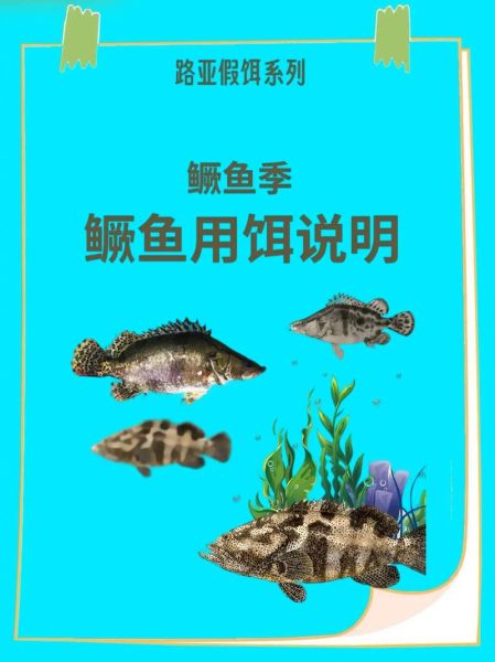 桂鱼怎么钓用什么饵料_钓桂鱼饵料配方-第1张图片-山城妙识 桂鱼怎么钓用什么饵料_钓桂鱼饵料配方-第1张图片-山城妙识