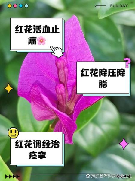 红花副作用太大怎么办_红花禁忌人群有哪些-第3张图片-山城妙识 红花副作用太大怎么办_红花禁忌人群有哪些-第3张图片-山城妙识