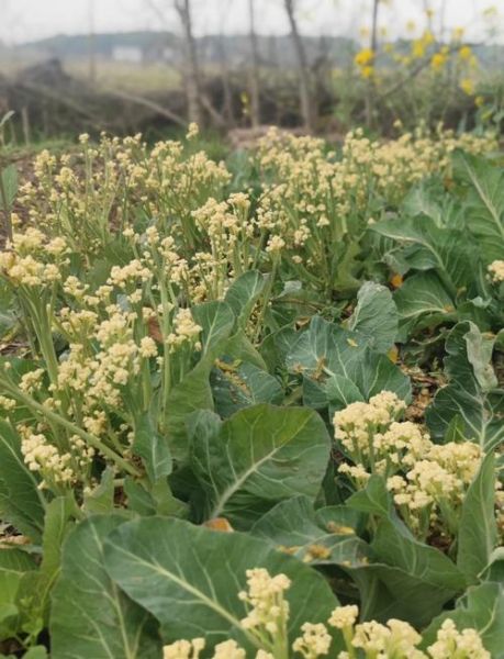 菜花要不要焯水_焯水后口感会变差吗-第1张图片-山城妙识 菜花要不要焯水_焯水后口感会变差吗-第1张图片-山城妙识