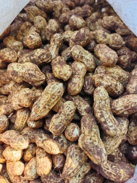 生花生米多少钱一斤_生花生米价格走势-第2张图片-山城妙识 生花生米多少钱一斤_生花生米价格走势-第2张图片-山城妙识