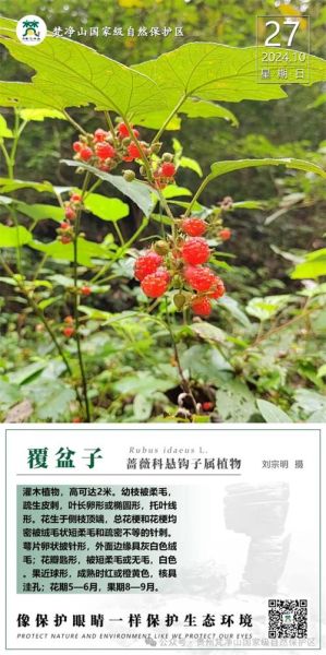 覆盆子别名叫什么_覆盆子还有哪些民间叫法-第1张图片-山城妙识 覆盆子别名叫什么_覆盆子还有哪些民间叫法-第1张图片-山城妙识