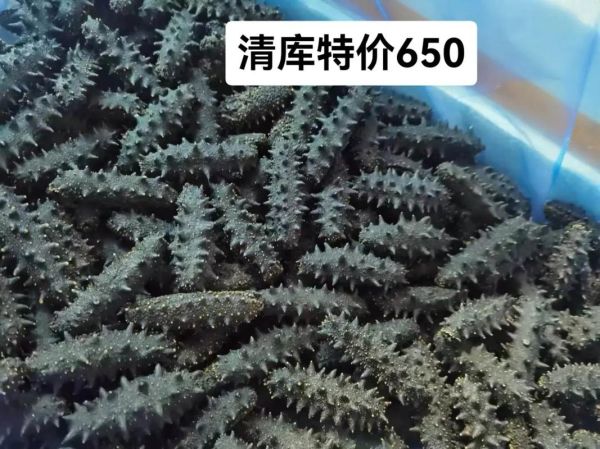 辽参多少钱一斤_辽参价格为什么差距大-第1张图片-山城妙识