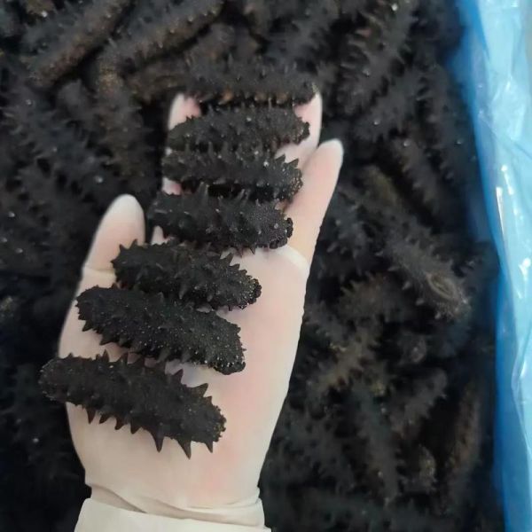 辽参多少钱一斤_辽参价格为什么差距大-第2张图片-山城妙识