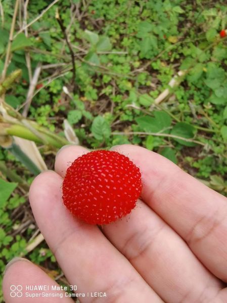 覆盆子别名叫什么_覆盆子还有哪些民间叫法-第2张图片-山城妙识 覆盆子别名叫什么_覆盆子还有哪些民间叫法-第2张图片-山城妙识