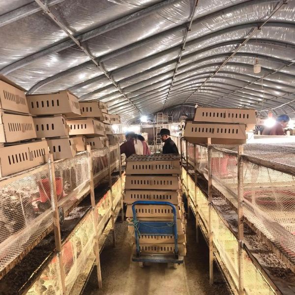 养鹌鹑1000只的成本_鹌鹑养殖利润怎么样-第1张图片-山城妙识 养鹌鹑1000只的成本_鹌鹑养殖利润怎么样-第1张图片-山城妙识