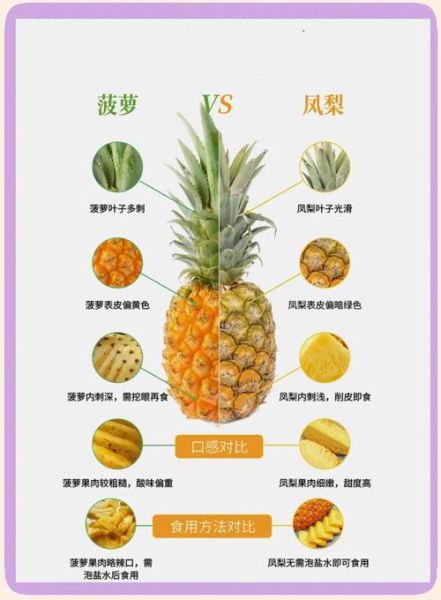 凤梨和菠萝的区别_怎么分辨凤梨和菠萝-第1张图片-山城妙识 凤梨和菠萝的区别_怎么分辨凤梨和菠萝-第1张图片-山城妙识