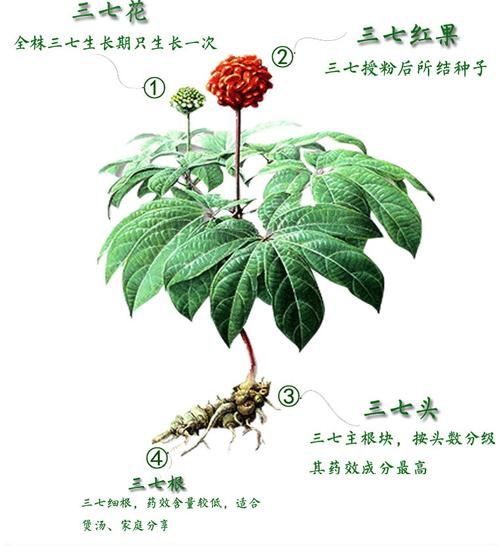 田七图片长什么样_田七植物图片怎么辨别-第2张图片-山城妙识