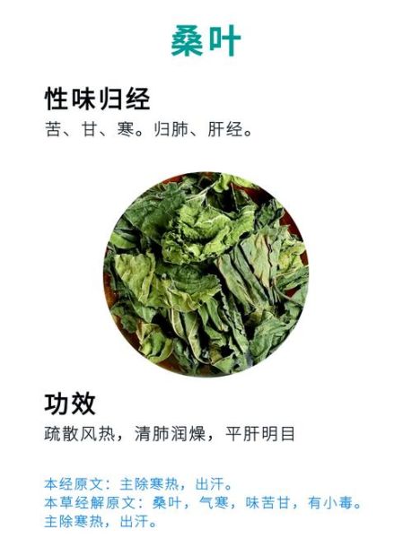 桑叶的功效与作用及禁忌_桑叶泡水喝的副作用-第2张图片-山城妙识