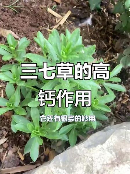 田七图片长什么样_田七植物图片怎么辨别-第3张图片-山城妙识
