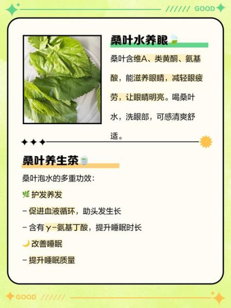 桑叶的功效与作用及禁忌_桑叶泡水喝的副作用-第3张图片-山城妙识