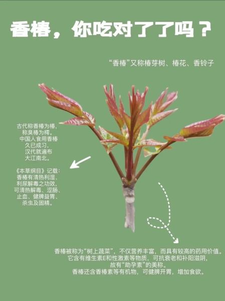 香椿叶5月份还能吃吗_老叶与嫩芽区别-第1张图片-山城妙识 香椿叶5月份还能吃吗_老叶与嫩芽区别-第1张图片-山城妙识