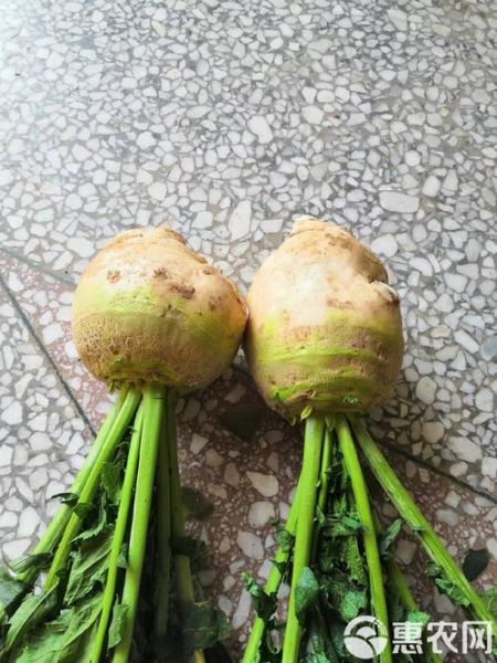 芥菜疙瘩长什么样子_如何辨别新鲜芥菜疙瘩-第1张图片-山城妙识