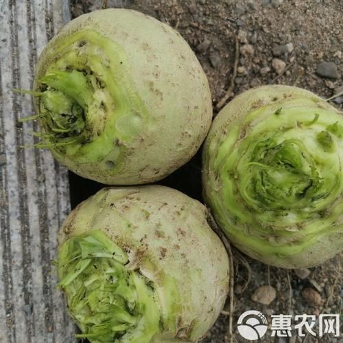 芥菜疙瘩长什么样子_如何辨别新鲜芥菜疙瘩-第2张图片-山城妙识