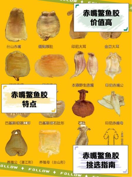 鳘鱼胶多少钱一斤_鳘鱼胶价格为什么差距大-第3张图片-山城妙识 鳘鱼胶多少钱一斤_鳘鱼胶价格为什么差距大-第3张图片-山城妙识