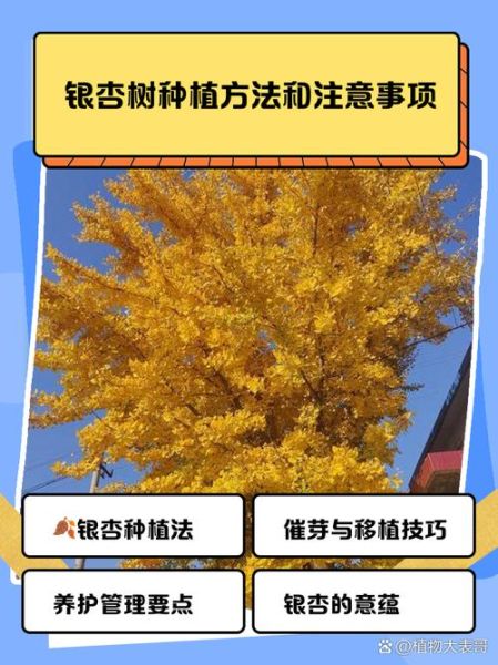 家里为什么不能种银杏树_银杏树风水禁忌-第1张图片-山城妙识 家里为什么不能种银杏树_银杏树风水禁忌-第1张图片-山城妙识