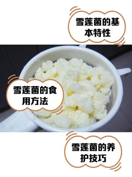 牛奶泡雪莲菌的禁忌_哪些人不能吃-第1张图片-山城妙识
