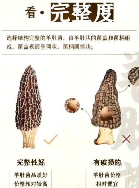 羊肚蘑怎么挑选_羊肚蘑和羊肚菌的区别-第2张图片-山城妙识 羊肚蘑怎么挑选_羊肚蘑和羊肚菌的区别-第2张图片-山城妙识