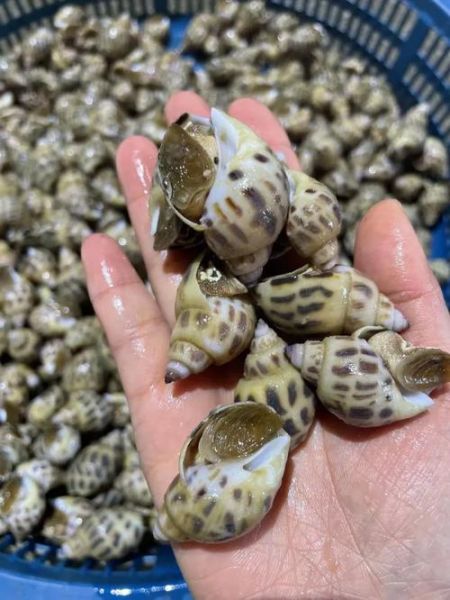 香螺哪里不能吃_香螺内脏怎么分辨-第3张图片-山城妙识 香螺哪里不能吃_香螺内脏怎么分辨-第3张图片-山城妙识