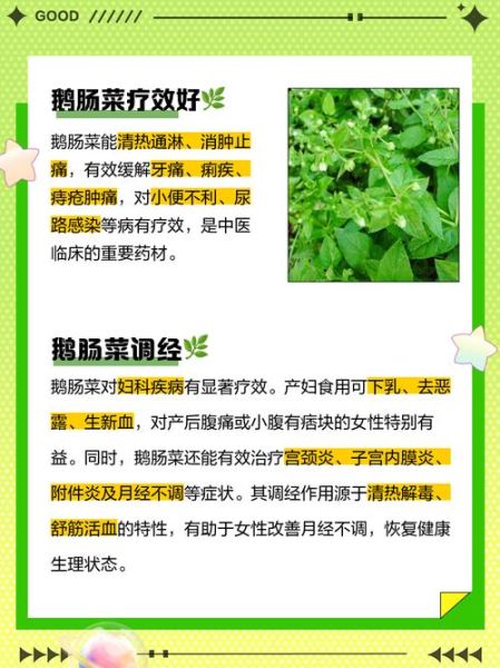 鹅肠的营养价值_鹅肠的功效与作用-第1张图片-山城妙识 鹅肠的营养价值_鹅肠的功效与作用-第1张图片-山城妙识