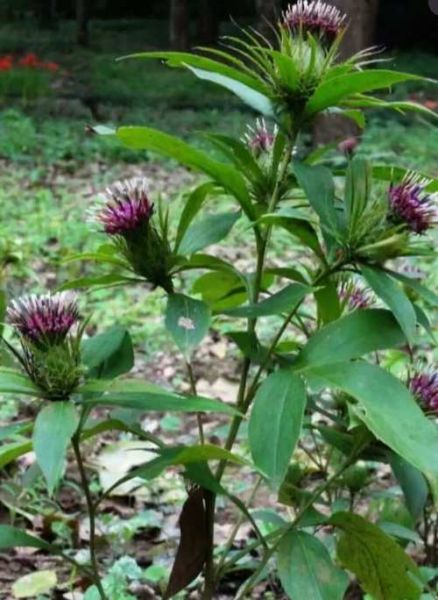 白术图片_白术长什么样-第1张图片-山城妙识 白术图片_白术长什么样-第1张图片-山城妙识