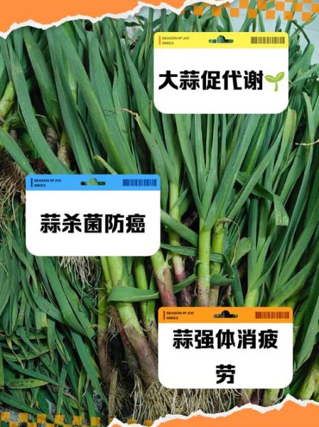 大蒜的副作用有哪些_大蒜禁忌人群-第2张图片-山城妙识 大蒜的副作用有哪些_大蒜禁忌人群-第2张图片-山城妙识