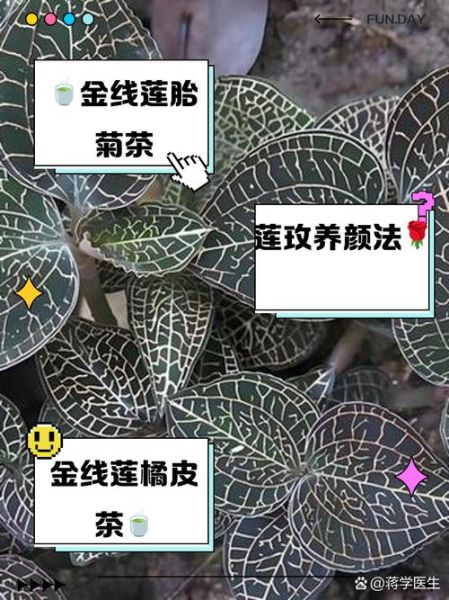 金线莲泡水喝的功效_金线莲泡水一天喝几次-第2张图片-山城妙识 金线莲泡水喝的功效_金线莲泡水一天喝几次-第2张图片-山城妙识