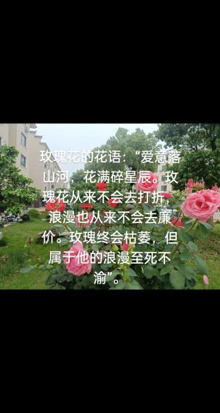 玫瑰花语录唯美简短_如何用一句话打动人心-第2张图片-山城妙识