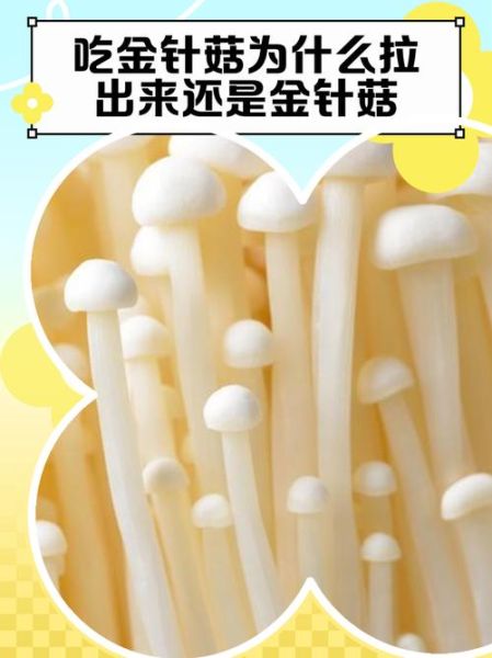 孕妇可以吃金针菇吗_金针菇对胎儿好吗-第1张图片-山城妙识 孕妇可以吃金针菇吗_金针菇对胎儿好吗-第1张图片-山城妙识
