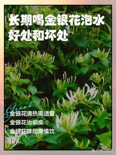 金银花泡水喝的功效与禁忌_金银花能长期喝吗-第1张图片-山城妙识 金银花泡水喝的功效与禁忌_金银花能长期喝吗-第1张图片-山城妙识