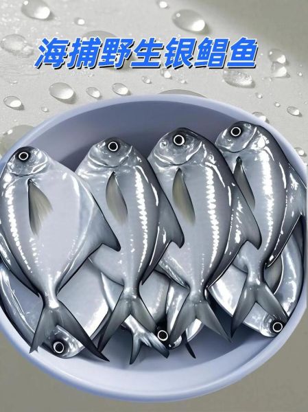 银鲳鱼拼音怎么拼_银鲳鱼多少钱一斤-第1张图片-山城妙识 银鲳鱼拼音怎么拼_银鲳鱼多少钱一斤-第1张图片-山城妙识