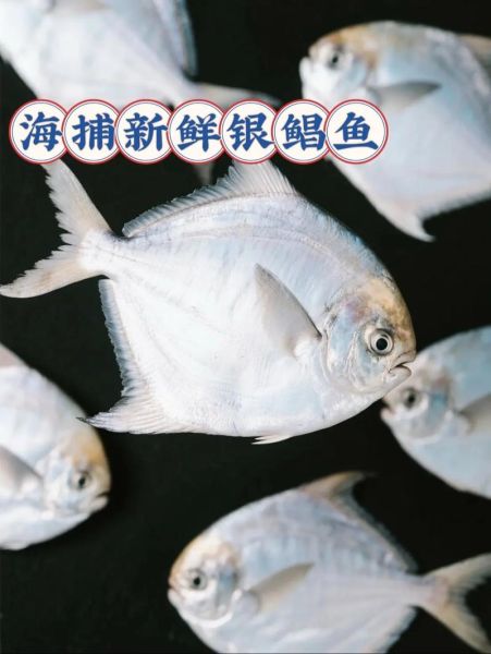 银鲳鱼拼音怎么拼_银鲳鱼多少钱一斤-第2张图片-山城妙识 银鲳鱼拼音怎么拼_银鲳鱼多少钱一斤-第2张图片-山城妙识