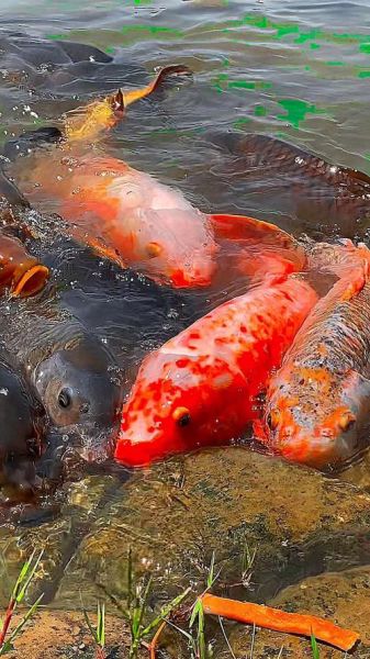 红鲤鱼图片大全_高清红鲤鱼怎么拍-第3张图片-山城妙识 红鲤鱼图片大全_高清红鲤鱼怎么拍-第3张图片-山城妙识