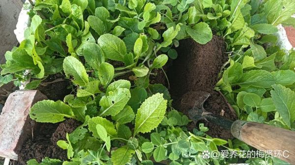 怎样用水果做酵素最好_水果酵素比例是多少-第1张图片-山城妙识 怎样用水果做酵素最好_水果酵素比例是多少-第1张图片-山城妙识