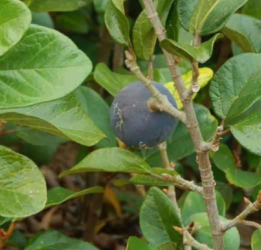 爱玉子是什么植物_爱玉子怎么吃-第3张图片-山城妙识 爱玉子是什么植物_爱玉子怎么吃-第3张图片-山城妙识